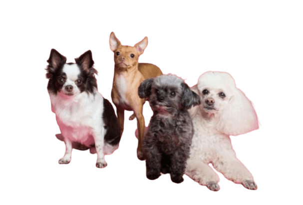 GobiSri - Organic Store